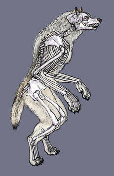 Master Project: Werewolf Anatomy