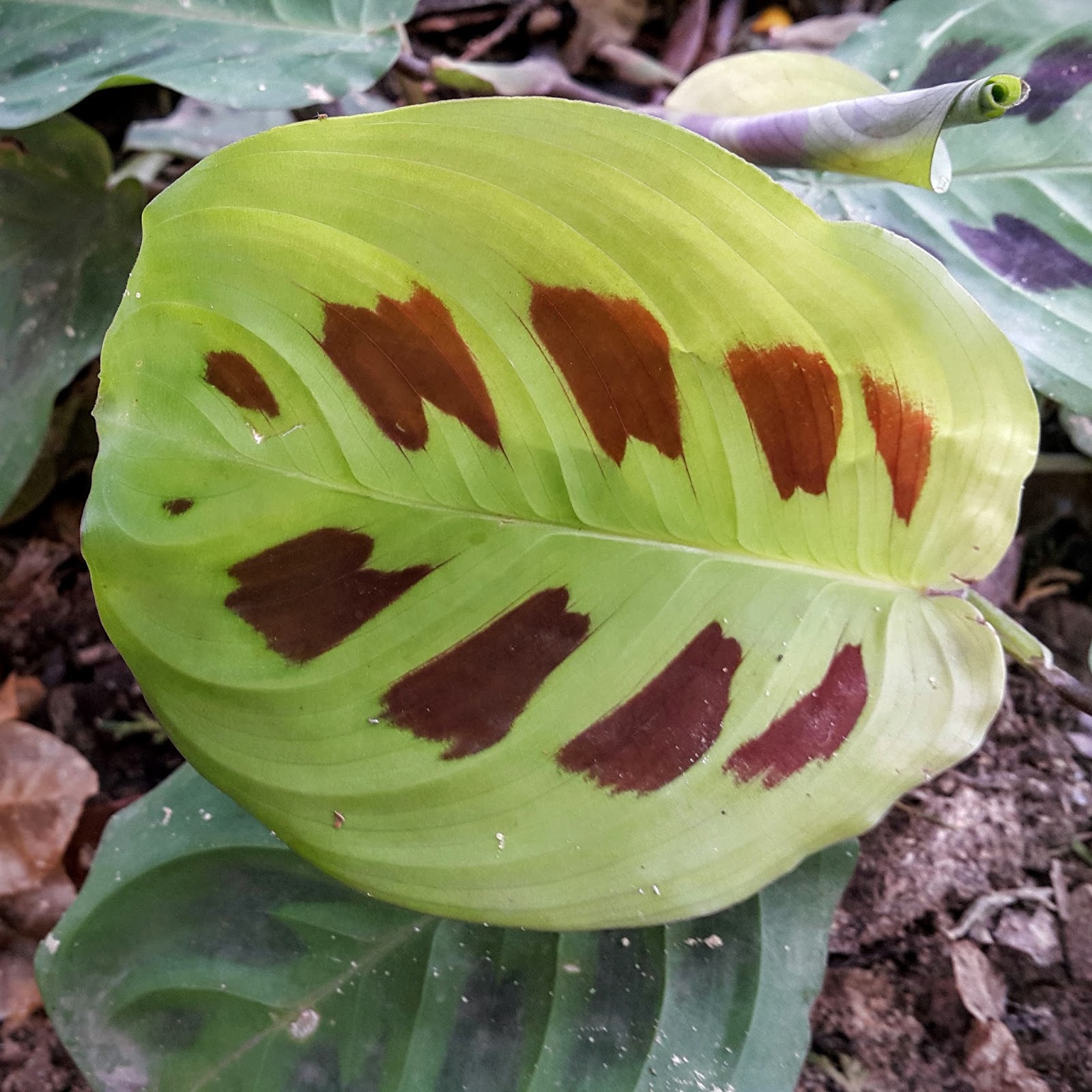 "Verdade//aspas" : 👪 Marantaceae (Maranta leuconeura var. kerchoveana)