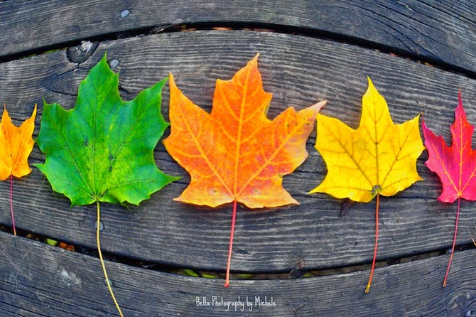 CLASA NOASTRĂ: Aventurile unei frunze de toamna