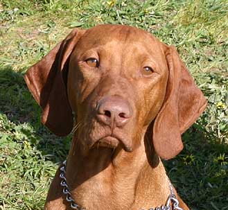 Hungarian Vizsla | Australian Dog Lover