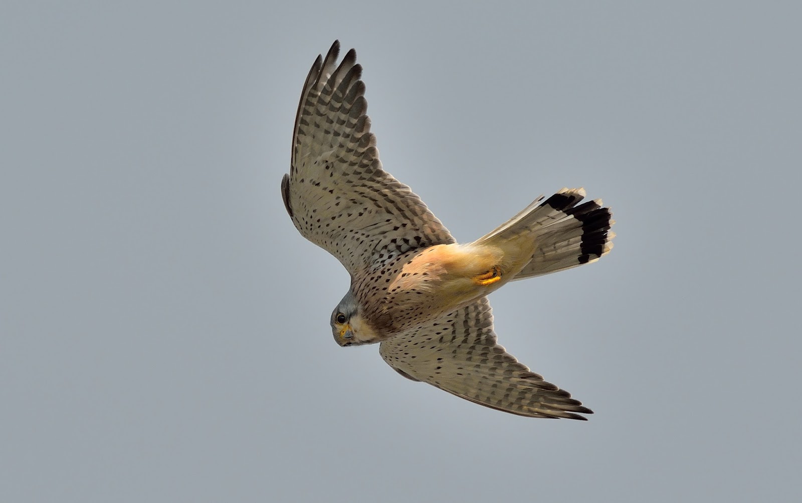 Bob's Butterfly and Bird Blog: Male Windhover.