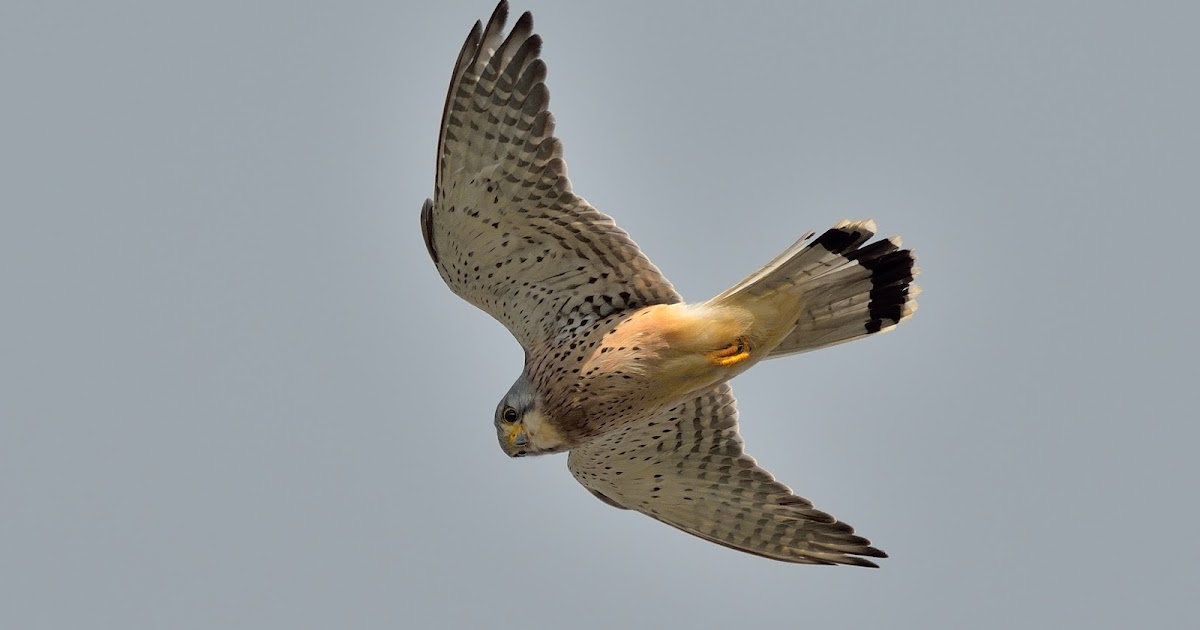 Bob's Butterfly and Bird Blog: Male Windhover.