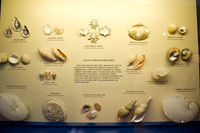 Craft Knife: At the Bailey-Matthews Shell Museum (Again!)