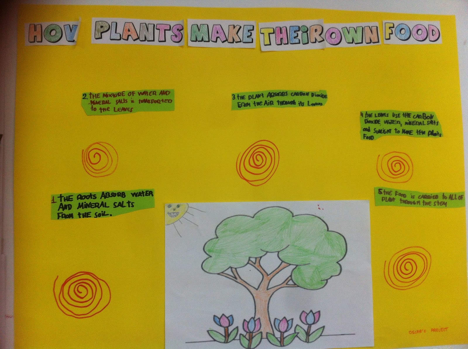 Some of the Projects Class 4 How plants make their own food