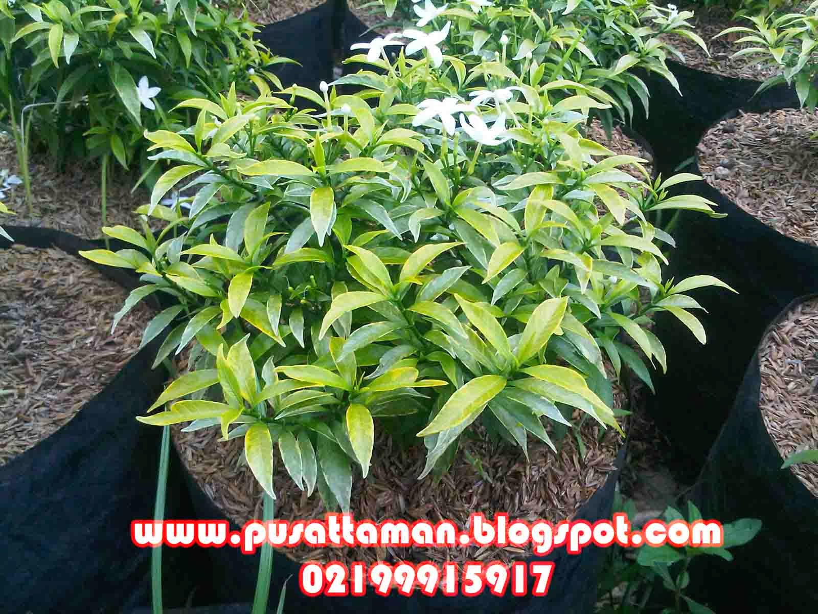 JUAL POHON REMBOSA MINI GOLDEN | REMBOSA MINI DAUN KUNING | JUAL ...