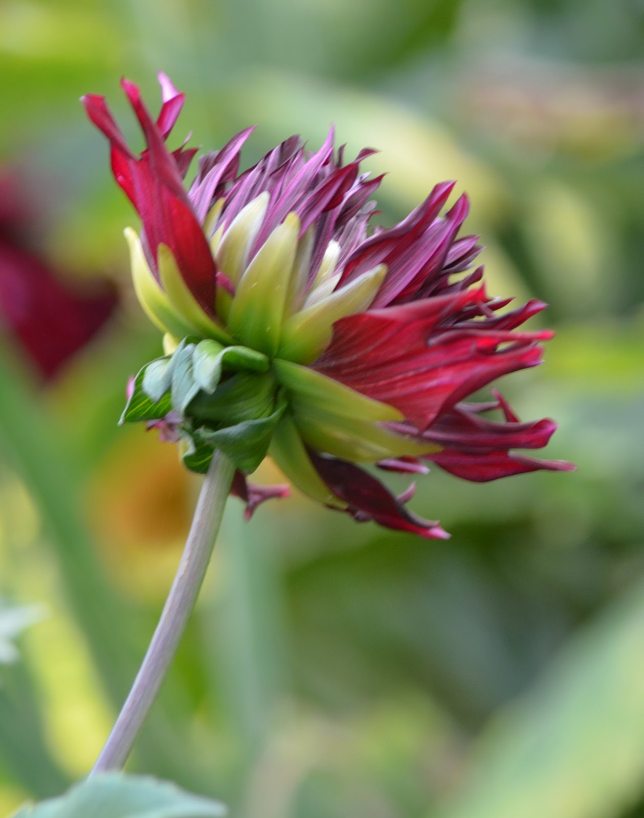 PS Whimsy - Behind the Brush: Dahling Dahlias!