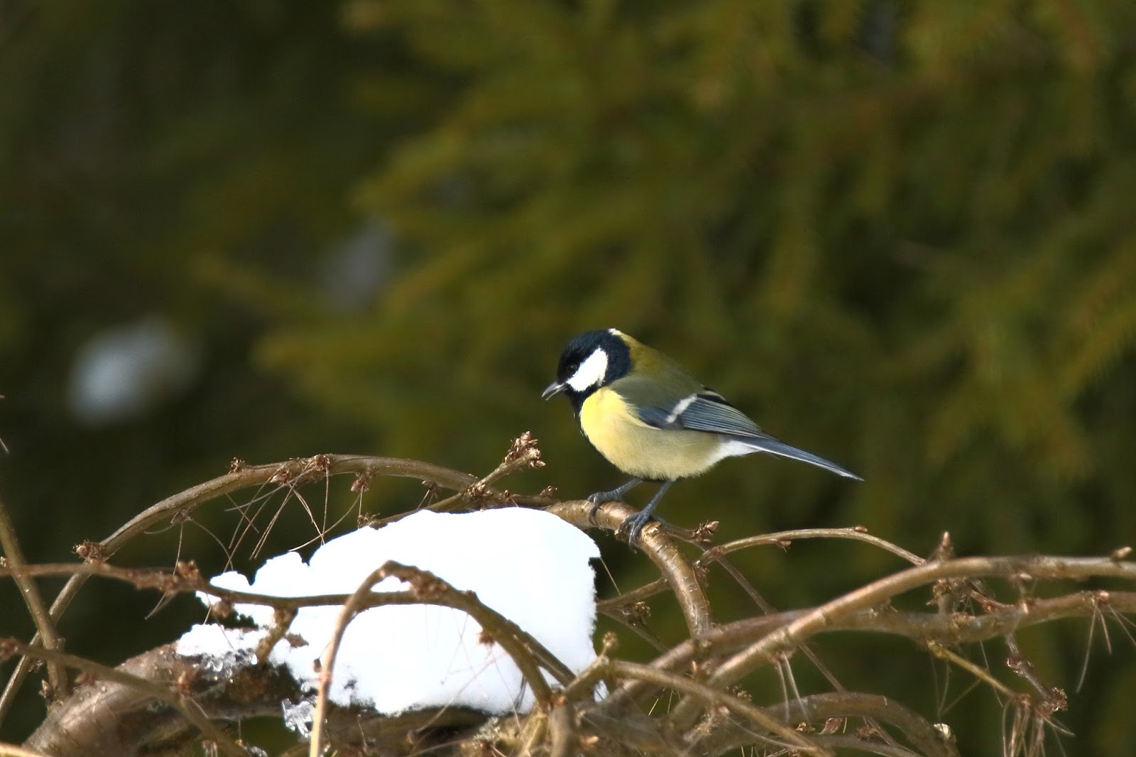 Suomalaista luontoa: TIAISET