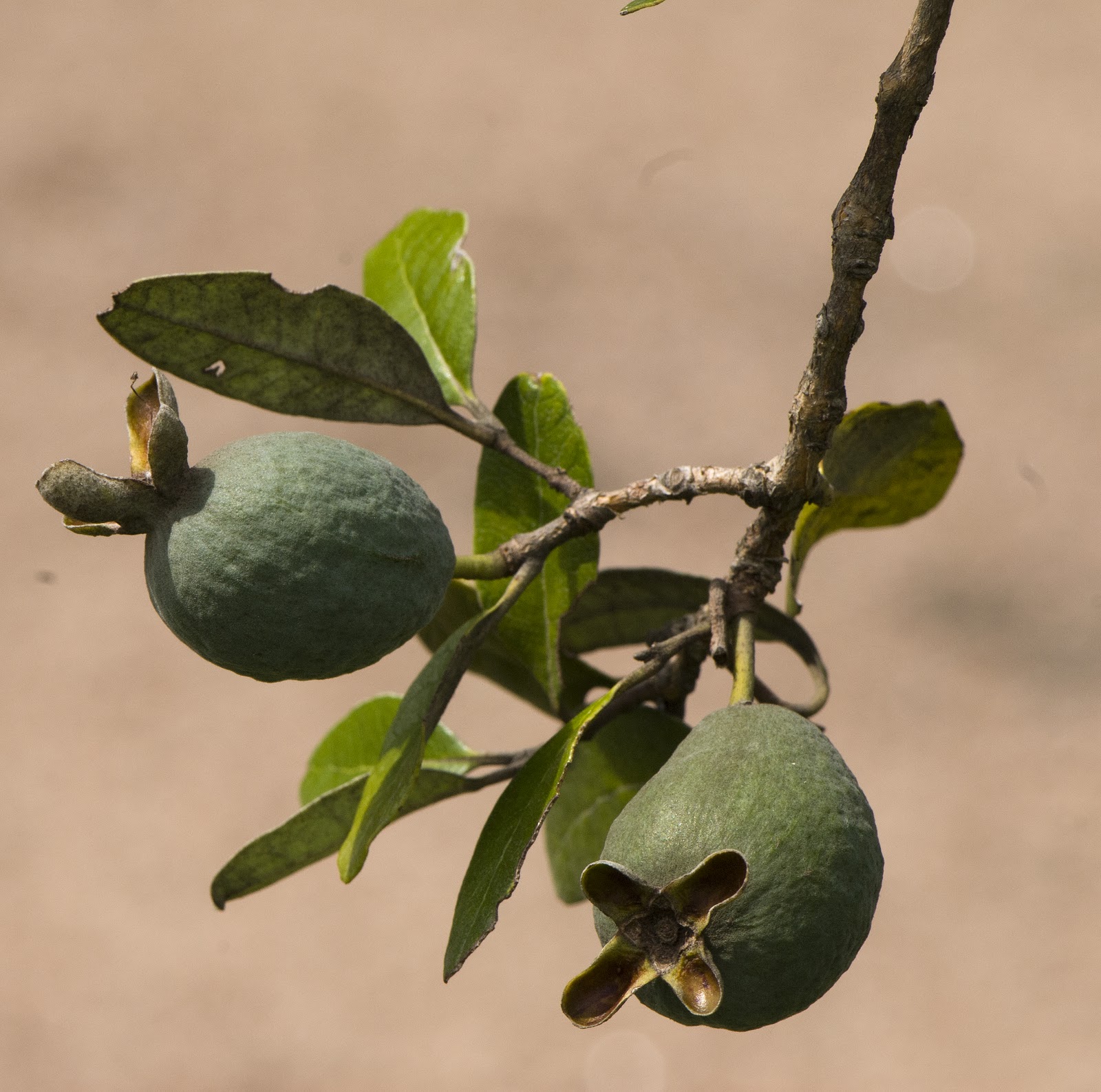 FOTOGRAFIAS DE LA FLORA AUTOCTONA DEL URUGUAY: GUAYABO DEL PAIS