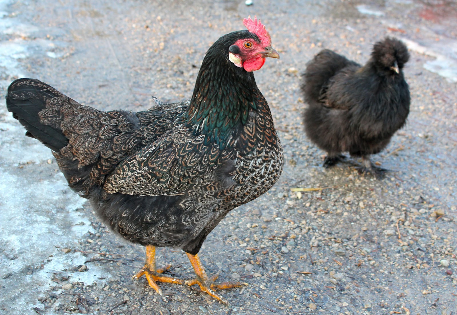 Squash Blossom Farm: February is for "F"