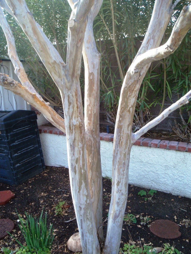 Xtremehorticulture of the Desert: Reviving Crepe Myrtle After Neglect