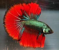 Aquarium fish Family Labyrinth(Belontiidae): Betta, Gourami(Trichopsis ...