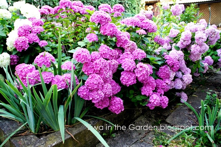Ewa in the Garden: 16 Photos of the Best Flowering Hydrangeas in Poland