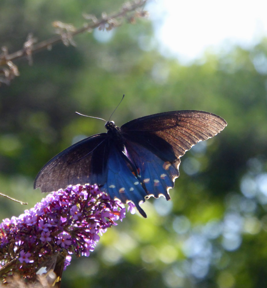 The Enchanted Tree: August Butterflies- The Swallowtails have arrived!