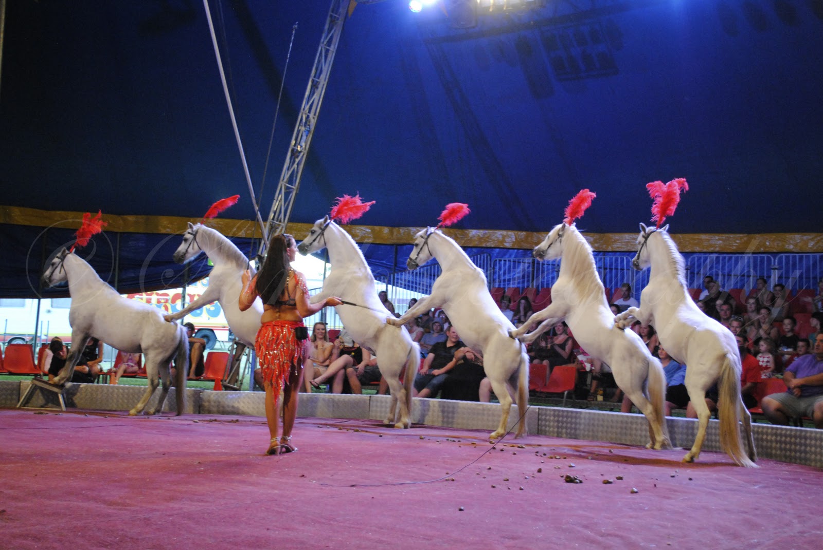 Sam Lo Photography: Stardust Circus!