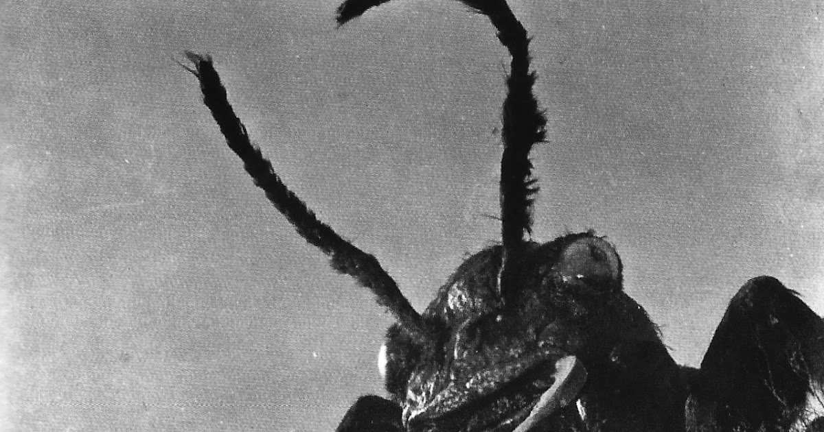 Classic Film and TV Café: Insects in Classic Movies