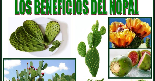 BENEFICIOS DEL NOPAL PARA LA SALUD ~ Nueva Salud