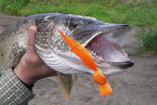 Trips, Flies and Fish: Alaska-Innoko River Pike