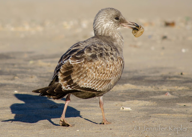 Snapshots of Nature: Trash Birds