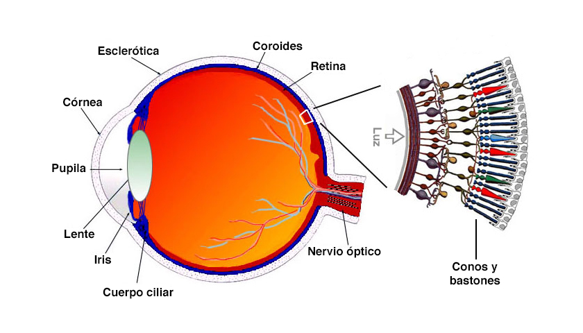 Visión Total - ÓPTICA LUZ: ¿Cuáles son los límites de la visión humana?
