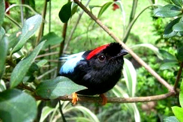 Bellas Aves de El Salvador: Chiroxiphia linearis (saltarín toledo)Residente