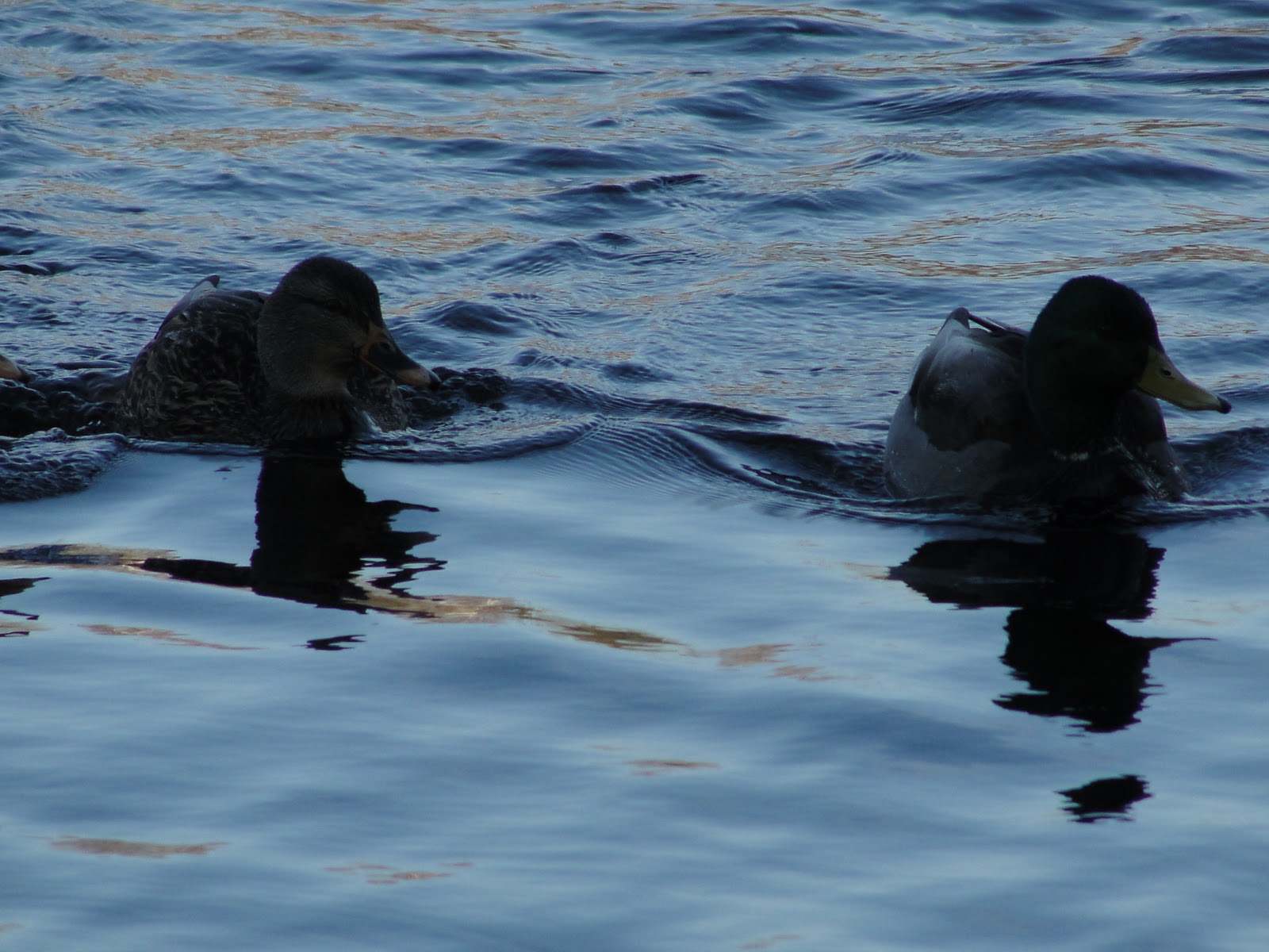 cape cod winter birds | Mary Richmond's Cape Cod Art and Nature
