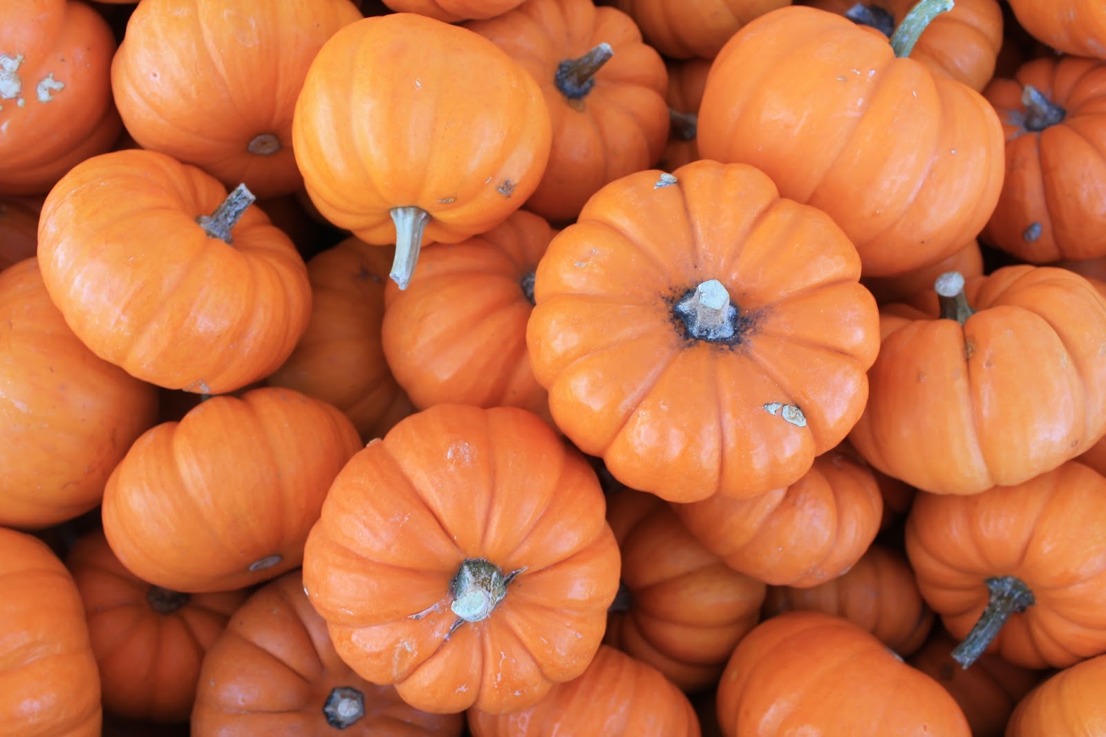 The Crunchy Leaf: Jack-be-Little . . . Jack-be-Quick?