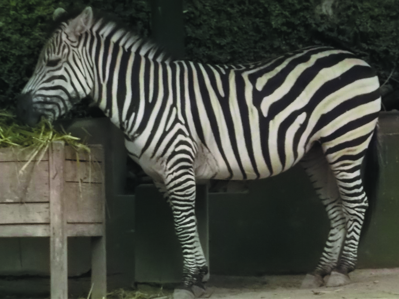 Mengenal lebih dekat tentang kuda Zebra | Fauna Gue