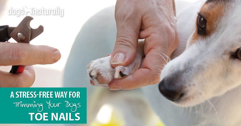 A Stress-Free Way For Trimming Your Dog’s Toenails