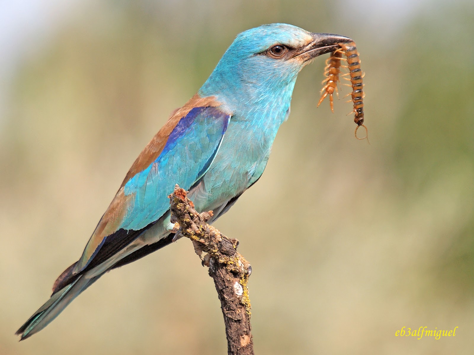 MIS AMIGAS LAS AVES: Carraca europea (Coracias garrulus)