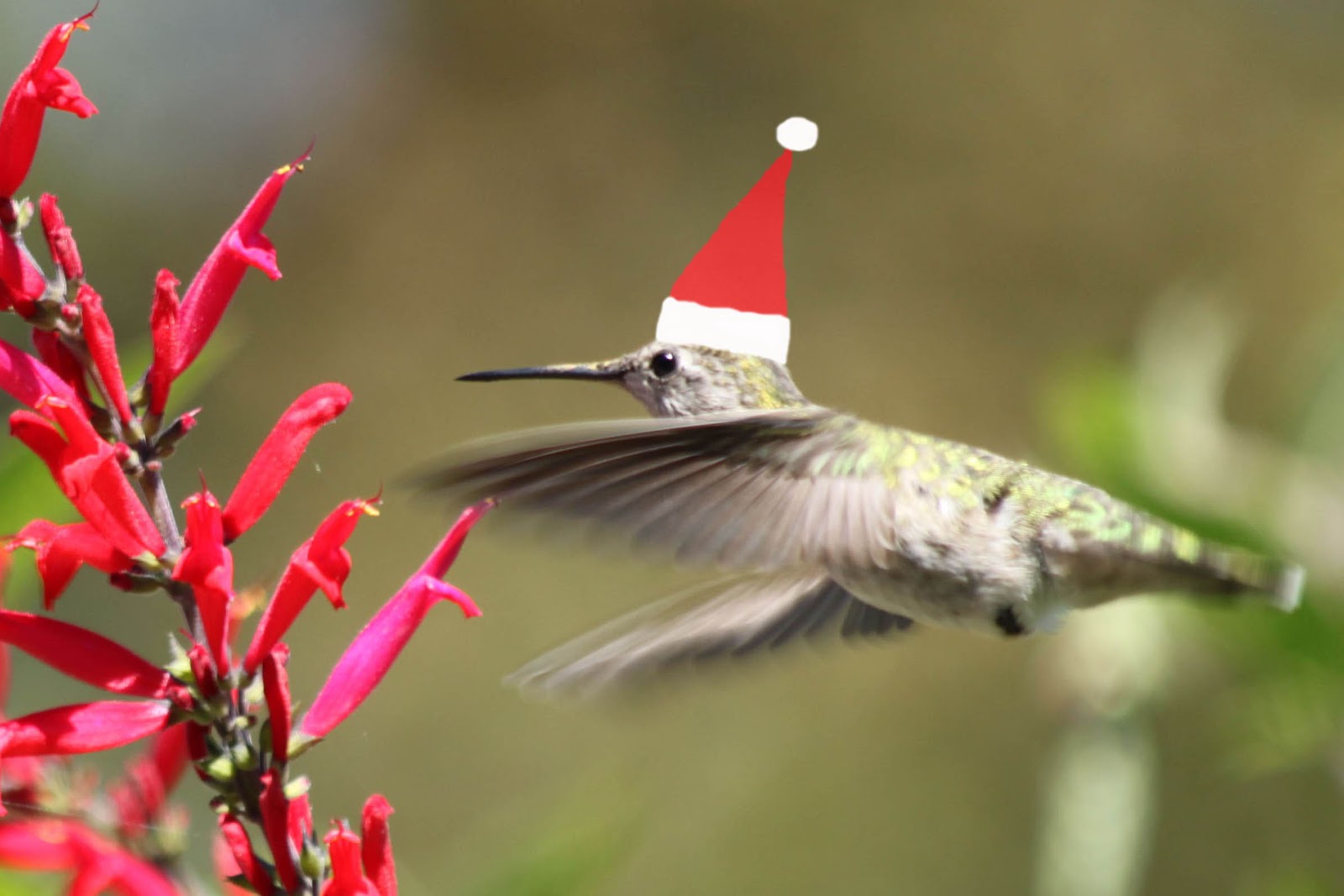 eugenehummingbirds: Hummingbirds....Girls, Boys, Young, Old!