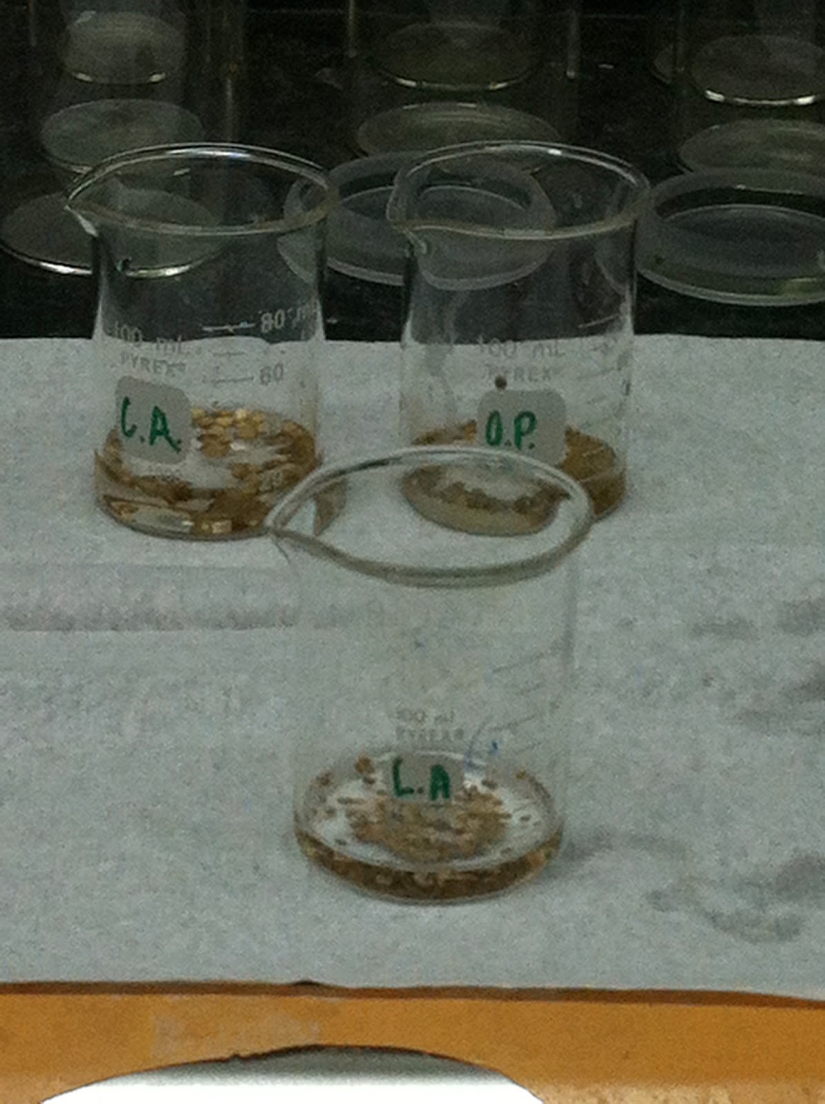 S-STEM Scholar McKenna Manning's Blog: Chemical Scarification