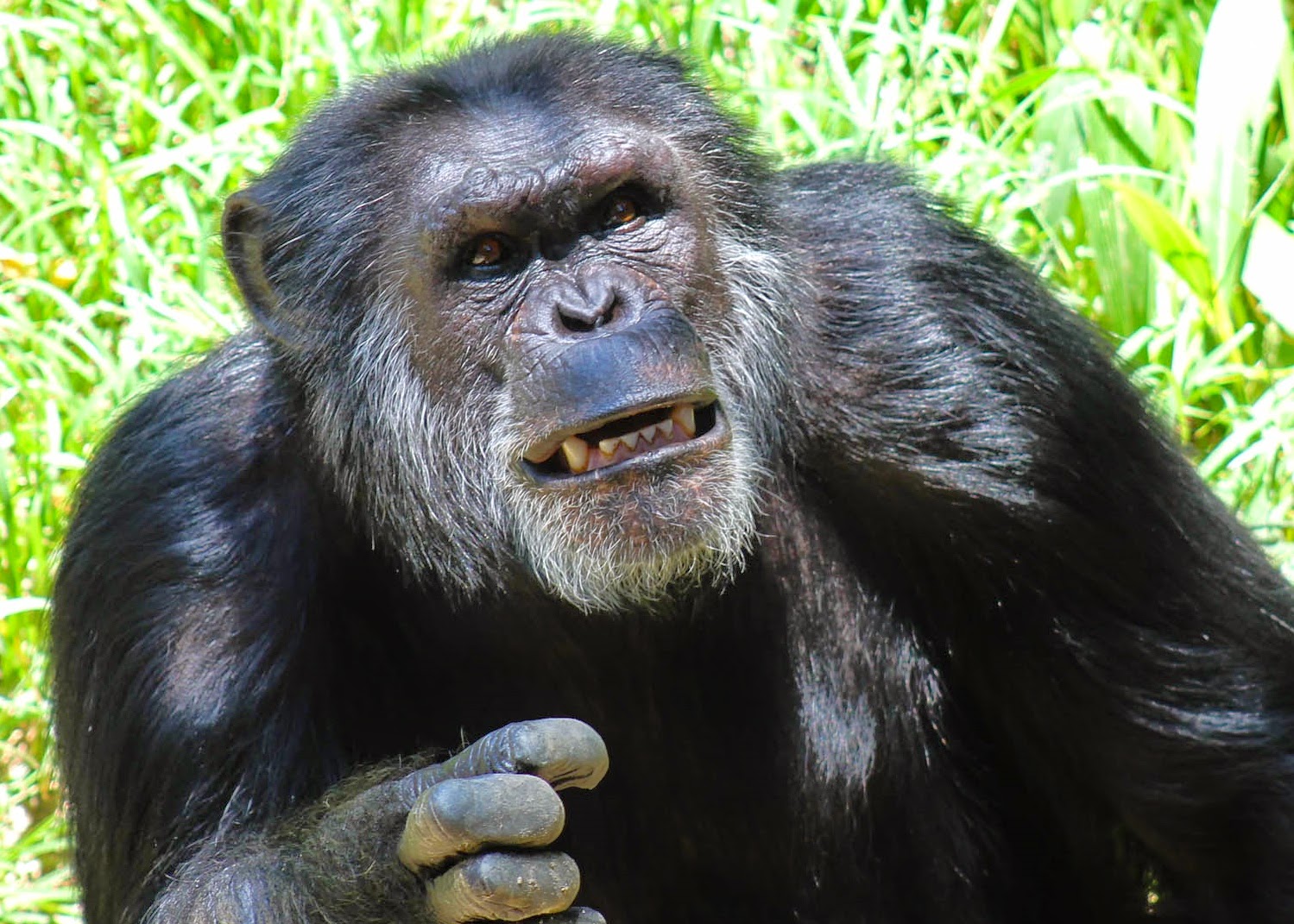 Life with Dylan: Photographing Apes: Spotlight Chimpanzees