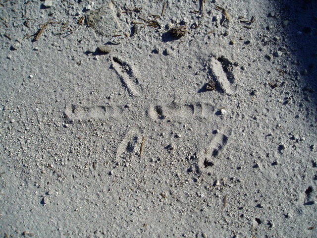 trophy-hunting: Florida Spring Gobbler Season Report - #4 Second Week ...