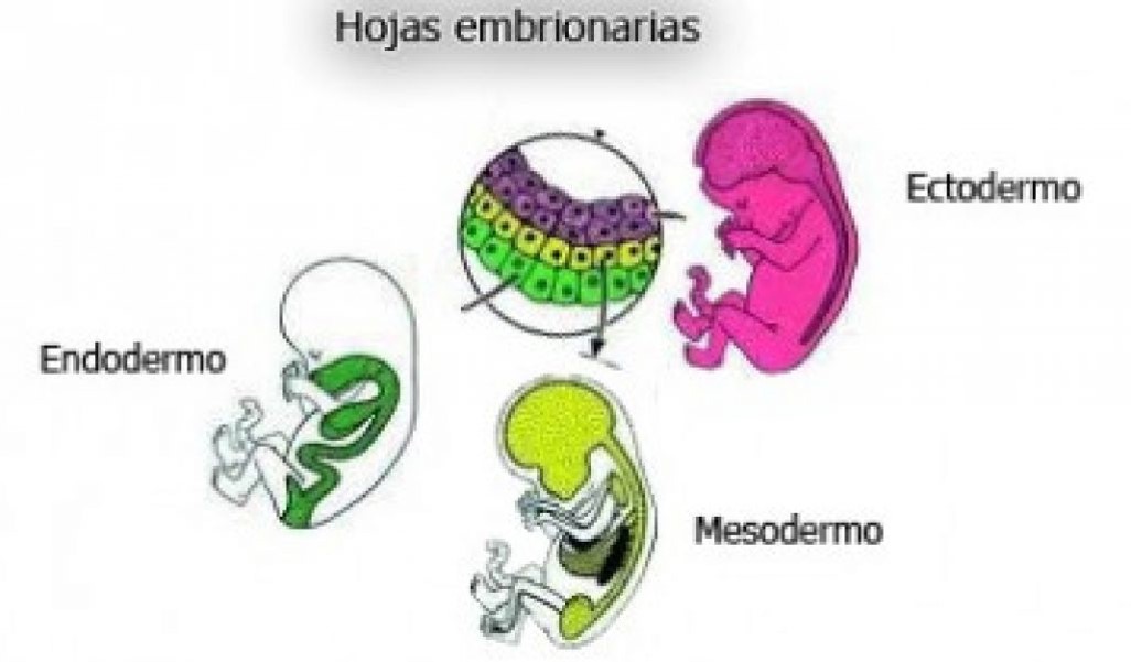 Histo Embriología N°3 Desarrolo Embrionario Y Fetal FomaciÓn Del Disco Embrionario Bilaminar