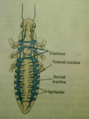 HMSstudy: Respiration in cockroach