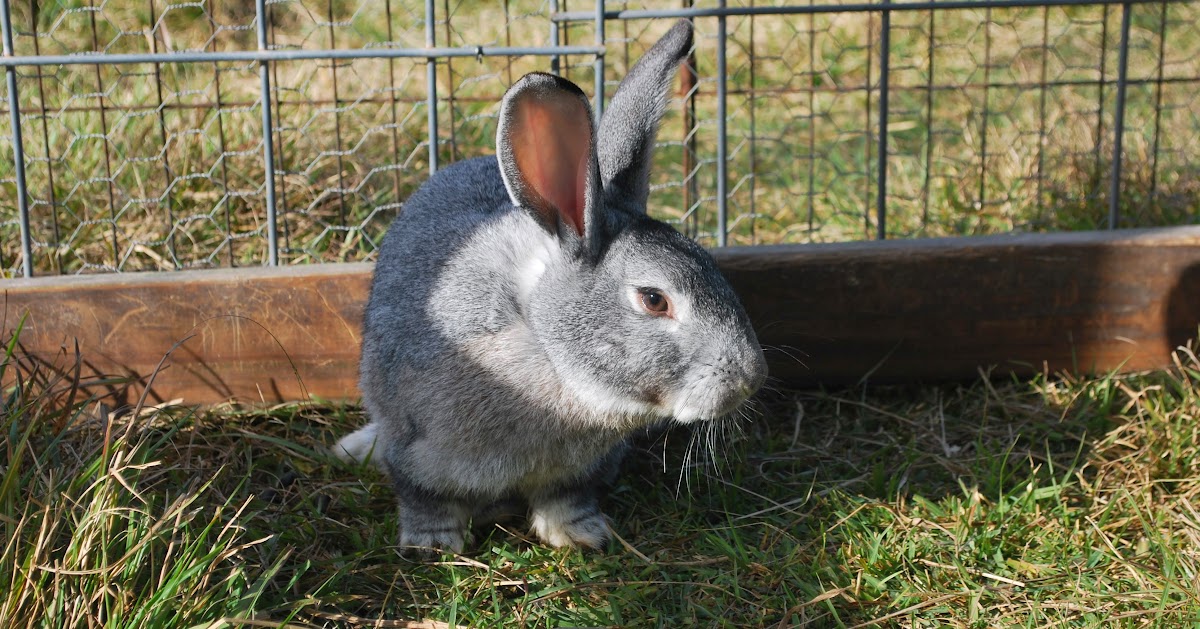 HighTail Farms: Rabbit Update