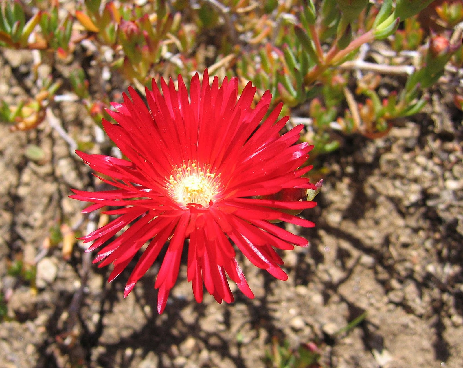 Flores y Palabras: enero 2013