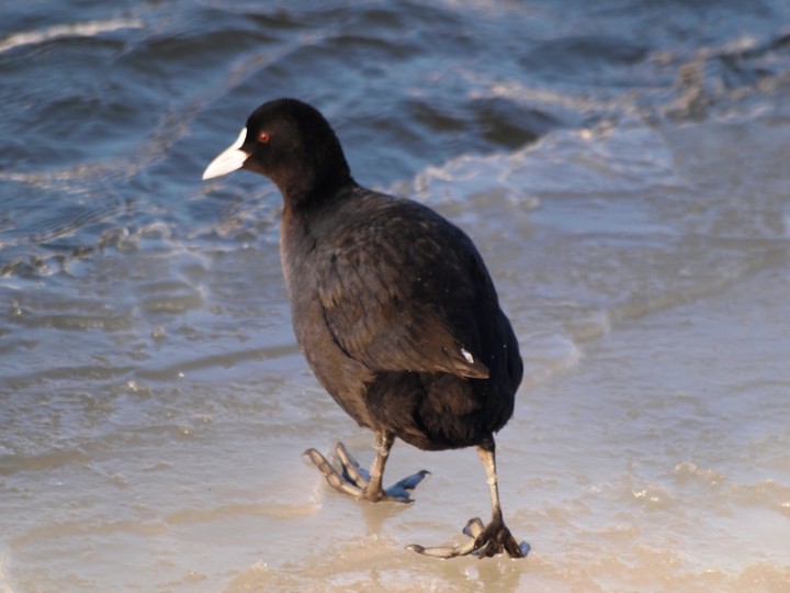 Ptaki naszych terenów: FOTO ATLAS PTAKÓW