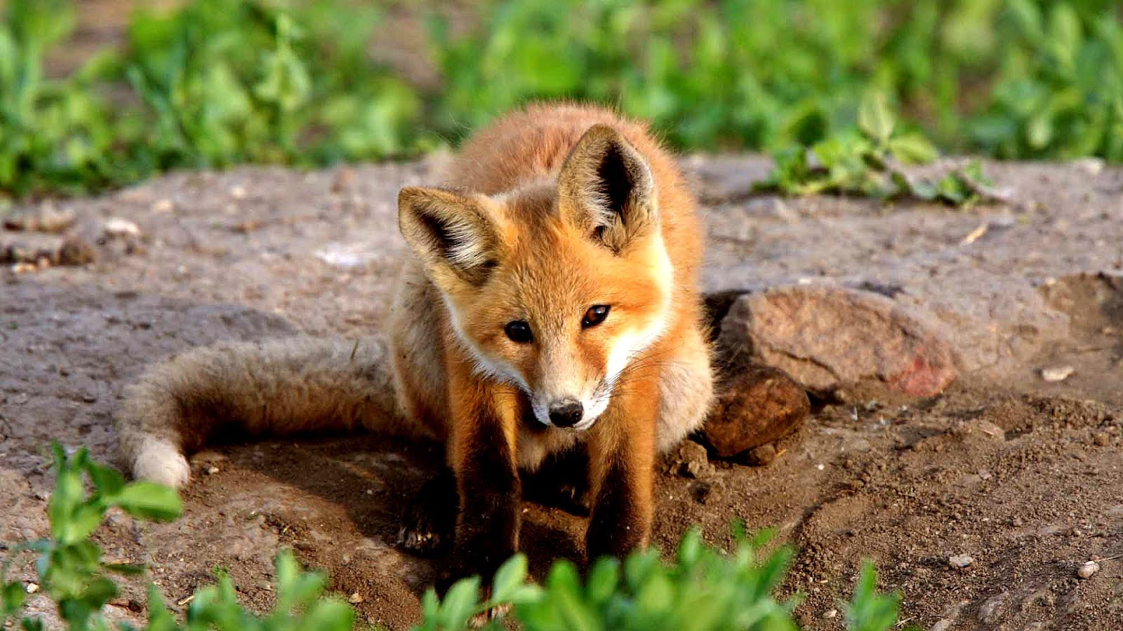 Is The Red Fox Endangered - Danger Choices