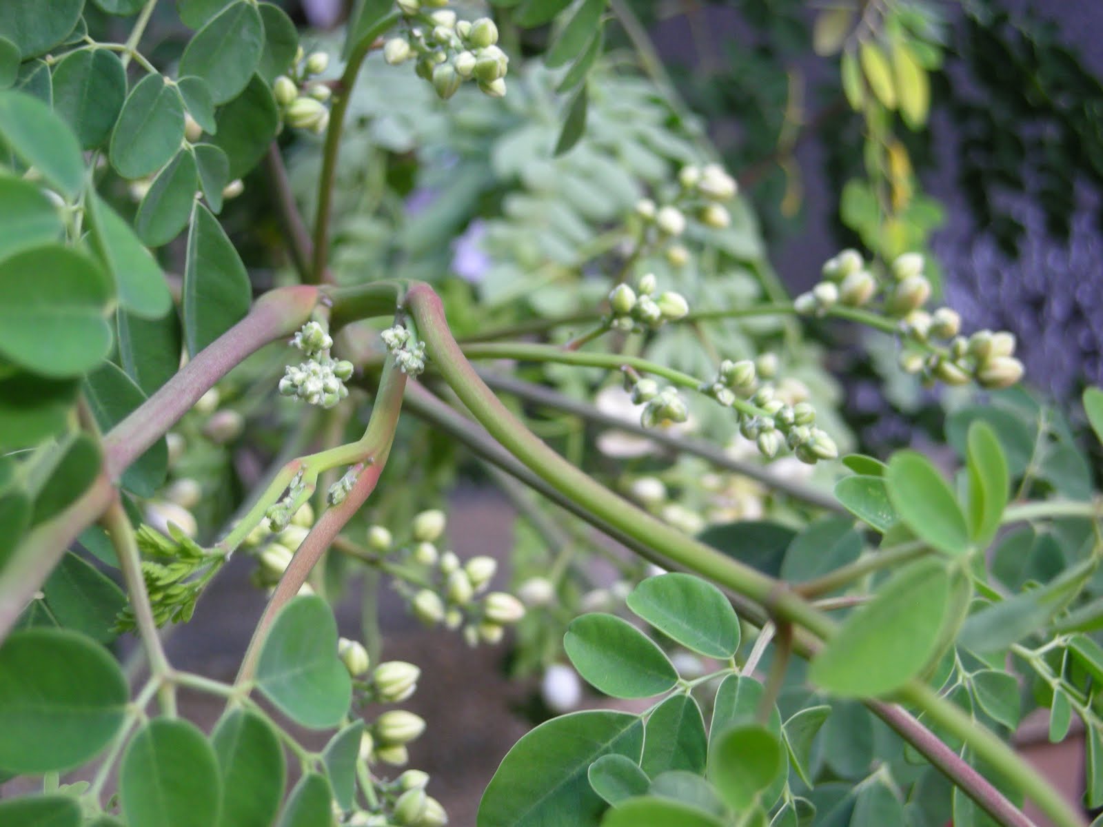 lui is in heaven: The Moringa Flower!