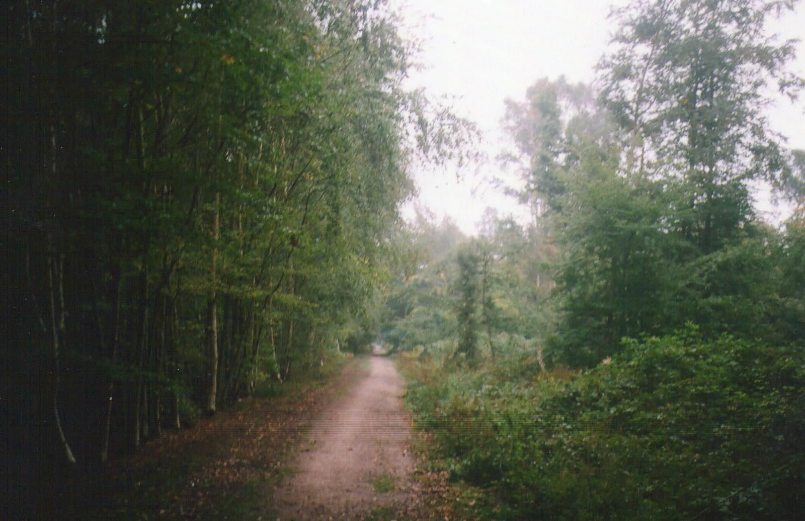 Hannah Curson: Forest, Sad Fog and Swans.