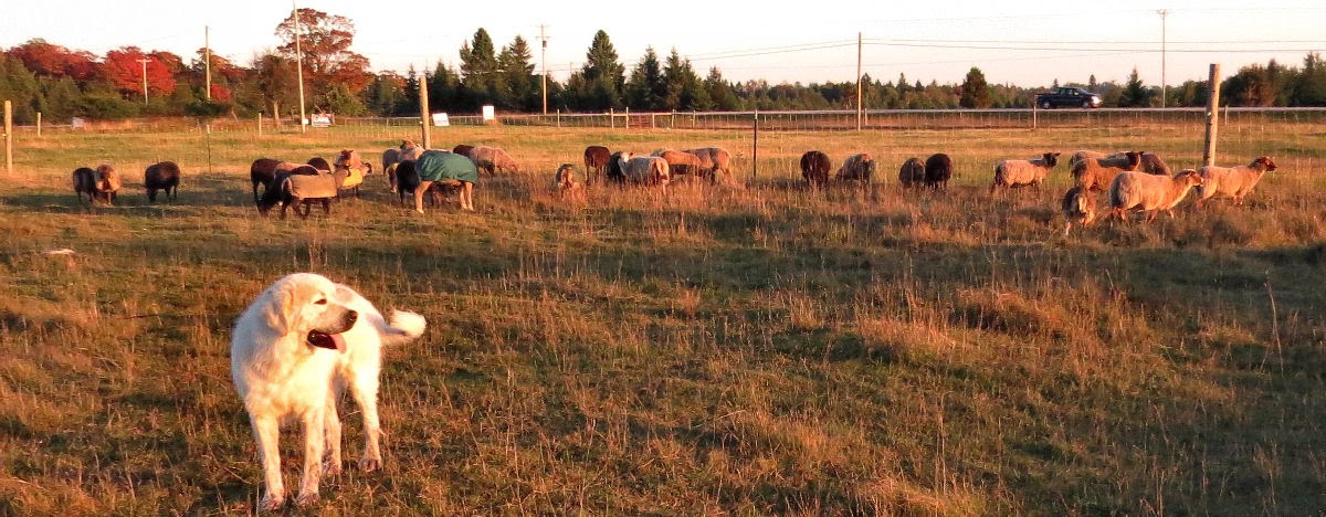 "Ewe's Have It Farm", Shetland Sheep : LGD