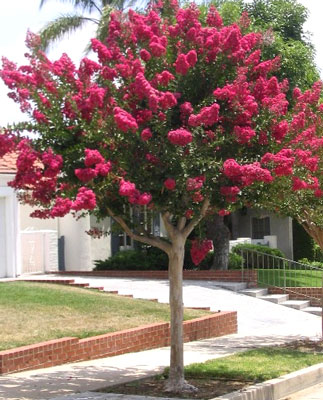Plants and People in Preston: Crape Myrtle street trees