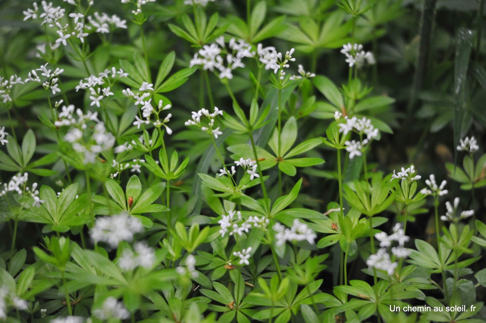 Un chemin au soleil: L'aspérule odorante