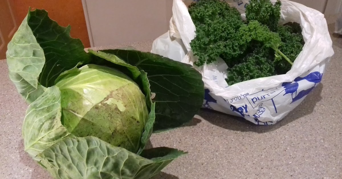 Hazel and Jane's allotment: And now for the Winter Crops!