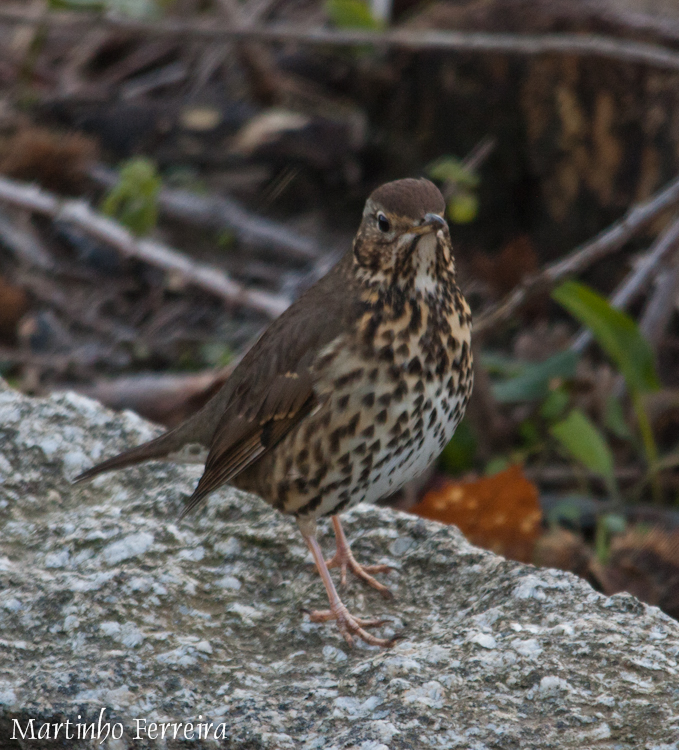 O Poleiro: Tordo-comum
