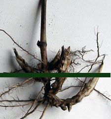 Bluestem Nursery: Planting Our Bare Root Plants & Plugs