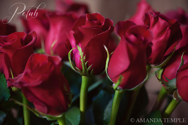 Petals - Bermuda Florist: The Age of Innocence