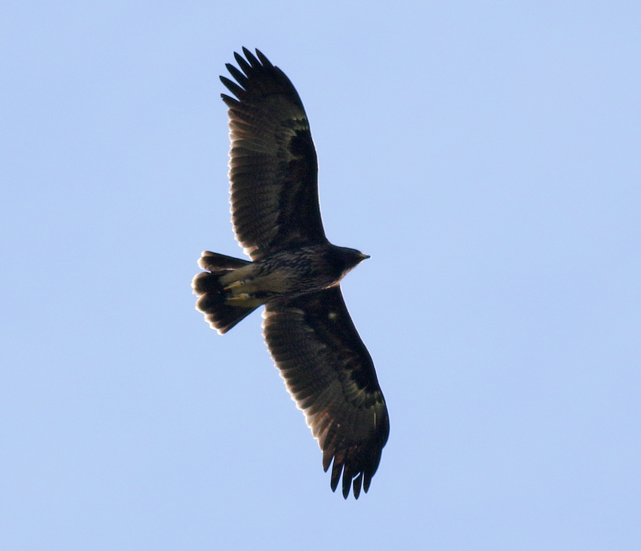 Wright's Wanderings: Greater Spotted Eagle