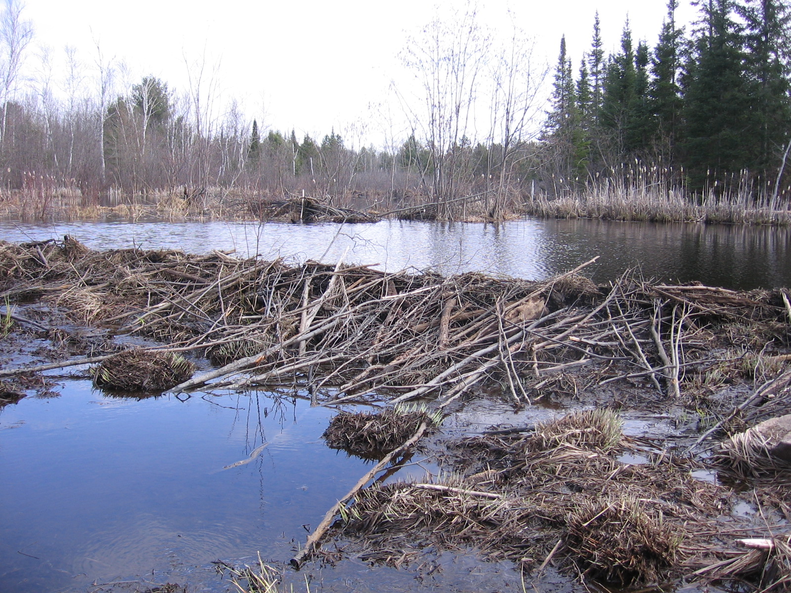 Bernie's Weekly Adventures: Pimisi Bay -- Ice-Breaker